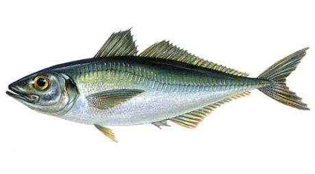 EL CAJON DE LOS CONOCIMIENTOS: MERLUZA