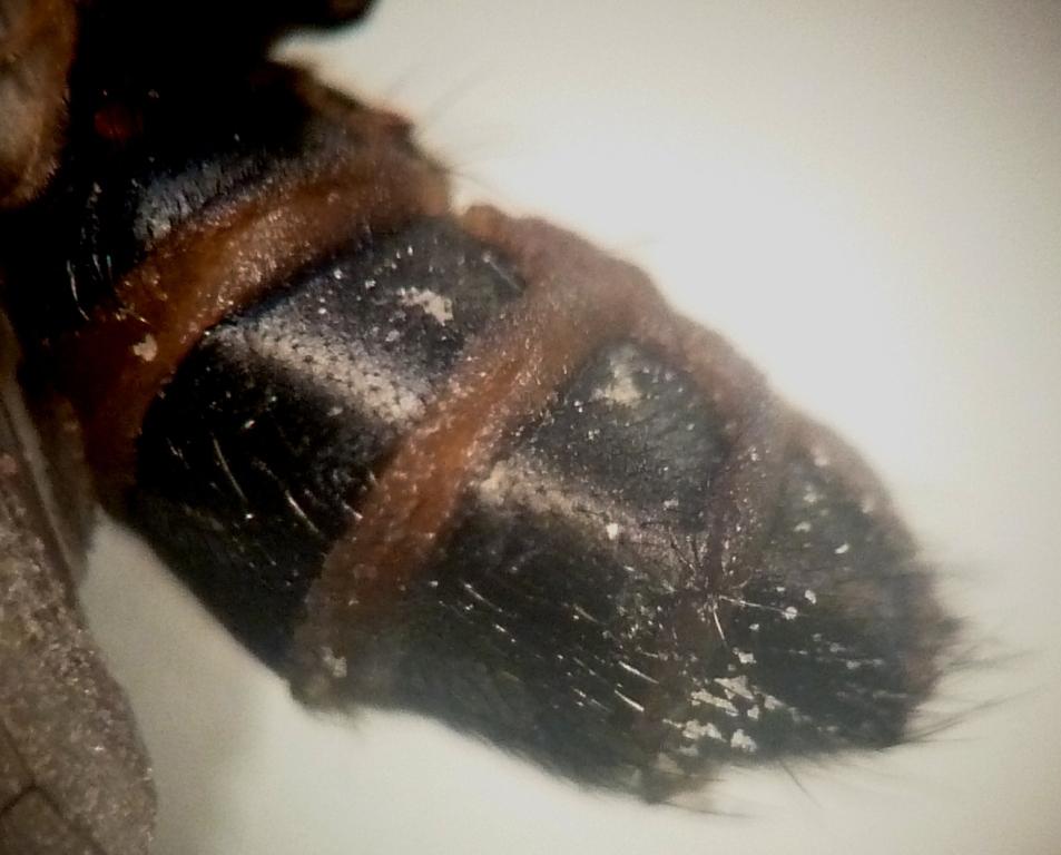 Dave Hubble's ecology spot: Mutate, mate, sporulate!