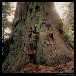 EARTH MEDICINE: Luna, The Tree, Stands as Living Proof