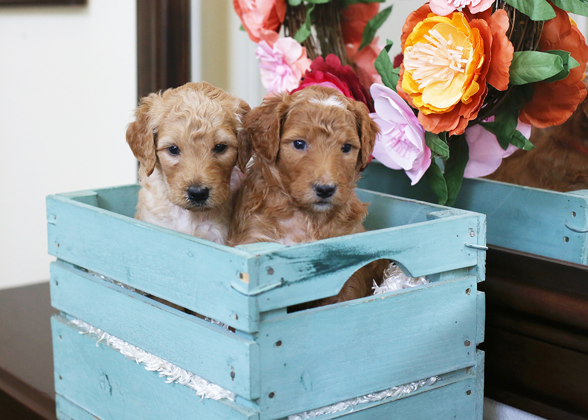 Faithful Doodles: Sadie & Neo's medium F1B Goldendoodles | Southern ...