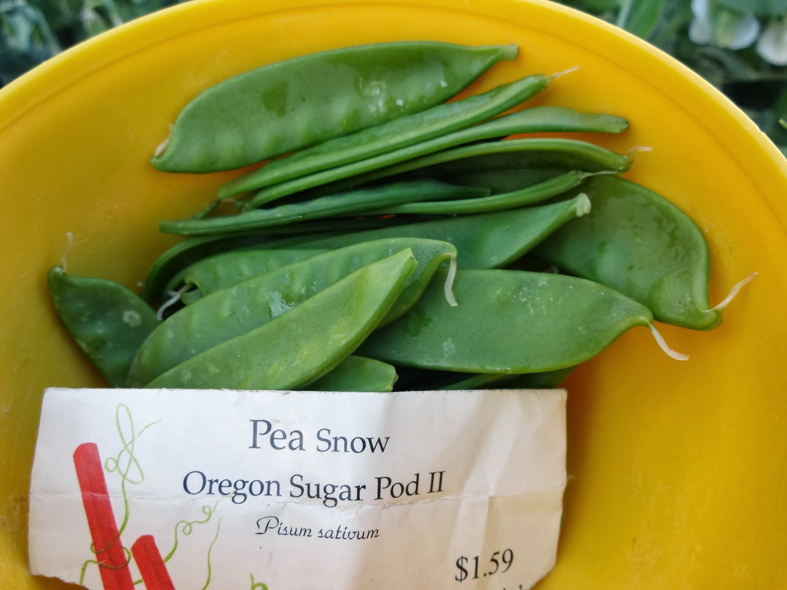The Scientific Gardener: Oregon Sugar Pod II Snow Pea