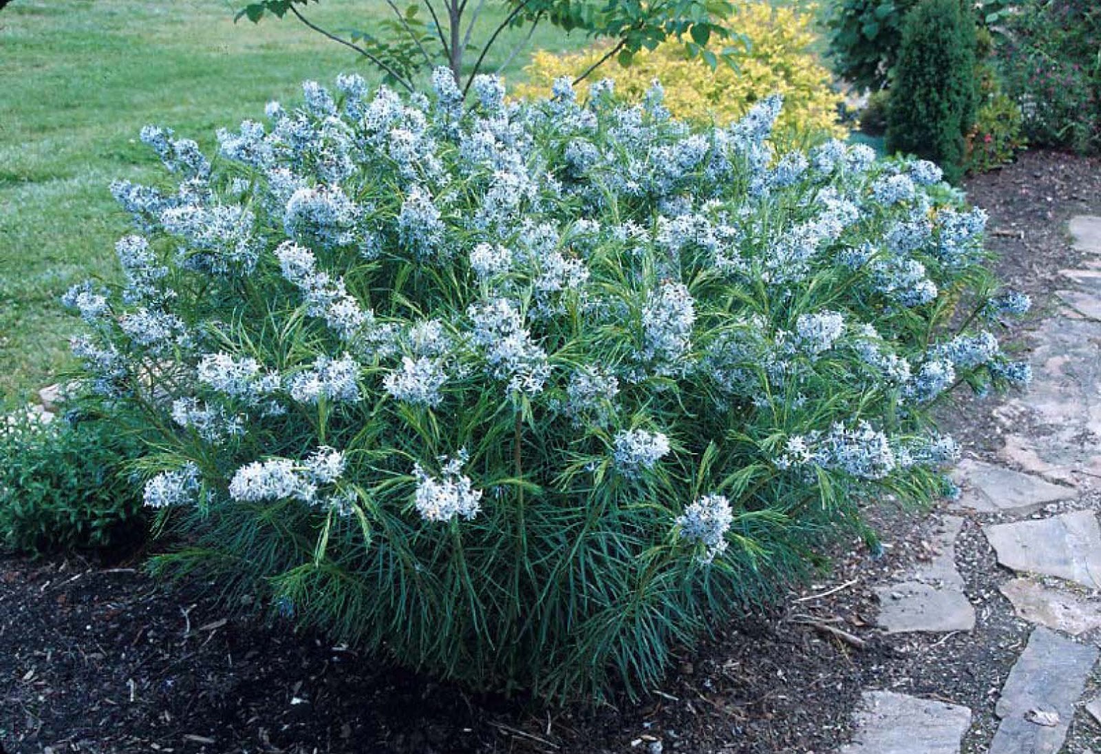 Amsonia hubrichtii - o nuanta de albastru - Biaplant