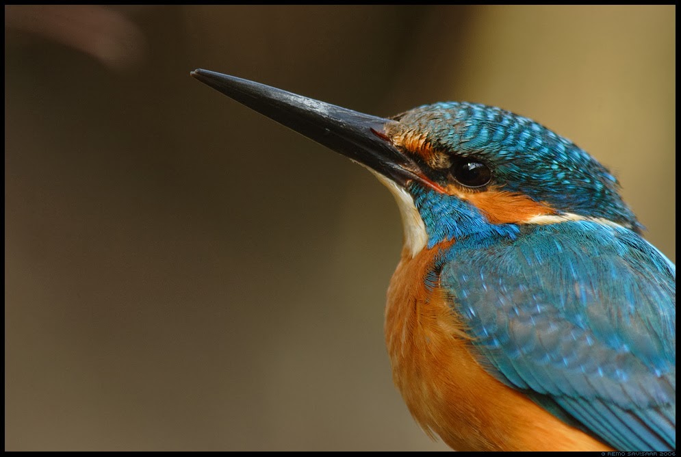 Margiti klassi blogi: Aasta lind 2014- JÄÄLIND!