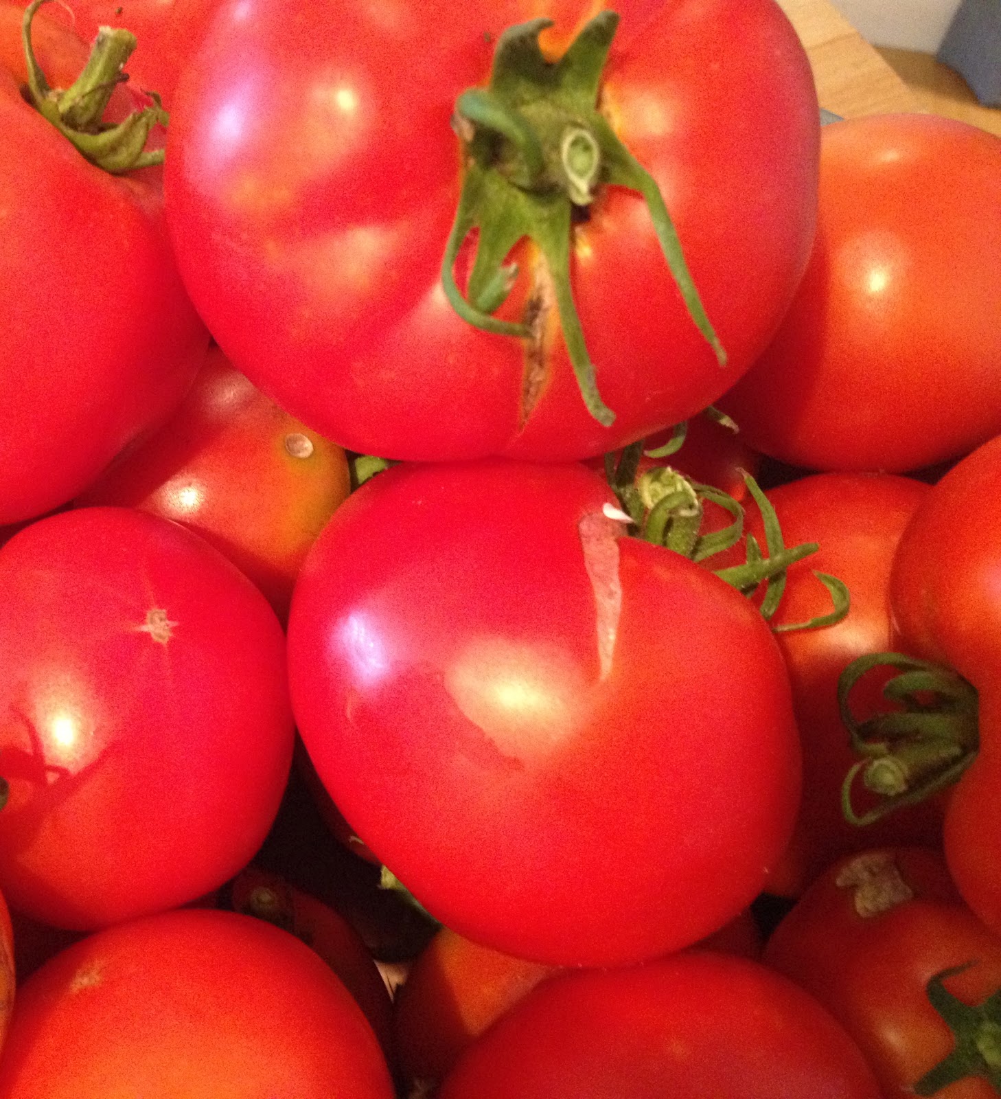 garden now - think later! : Set It & Forget It Tomato Winners!