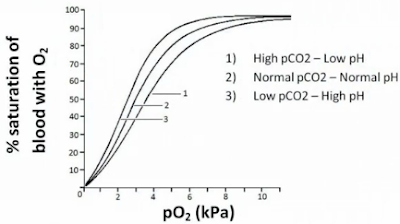 The Medical Cat: Hemoglobin and the Oxygen-Dissociation Curve (IB)
