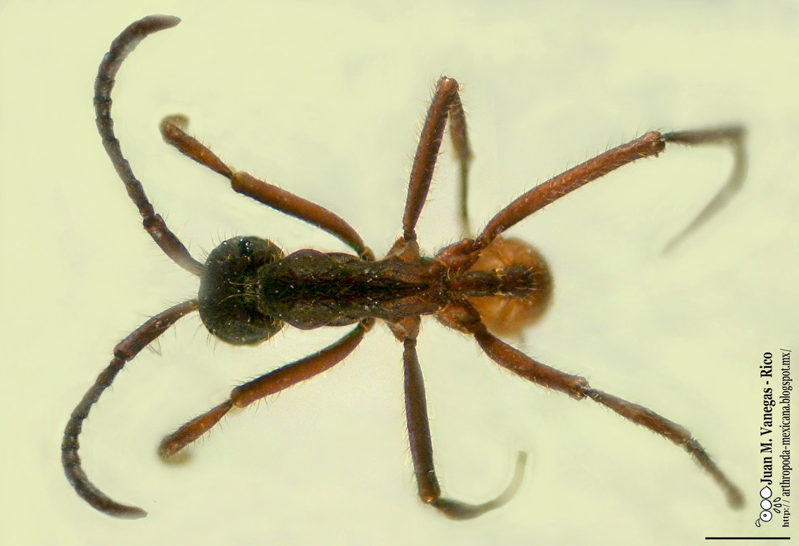 ARTHROPODA MEXICANA: junio 2014