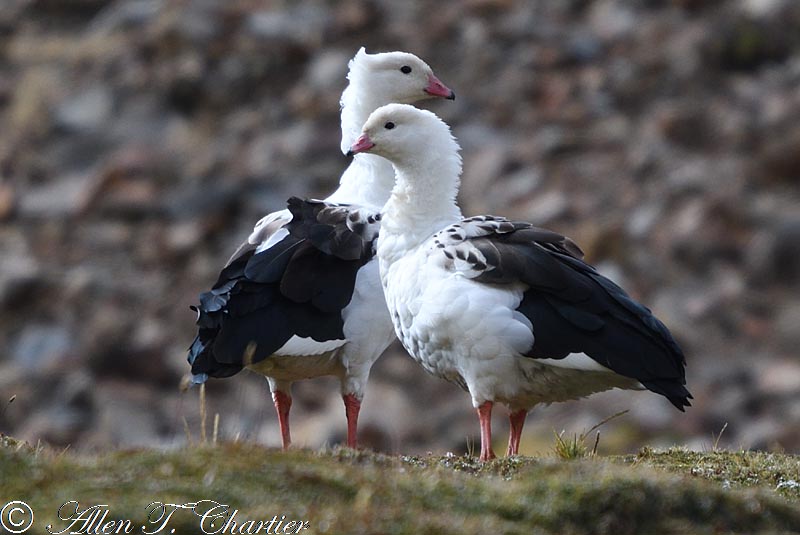 Michigan Hummingbird Guy: Peru Birding Trip Day 13 - July 20, 2018