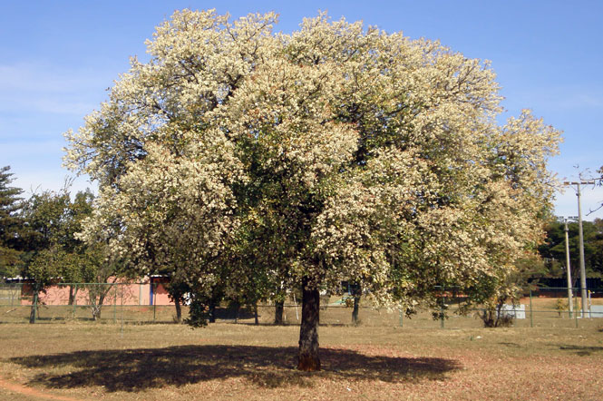 Natureza em Foco: Cagaita Cagaiteira'