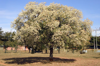 Natureza em Foco: Cagaita Cagaiteira'