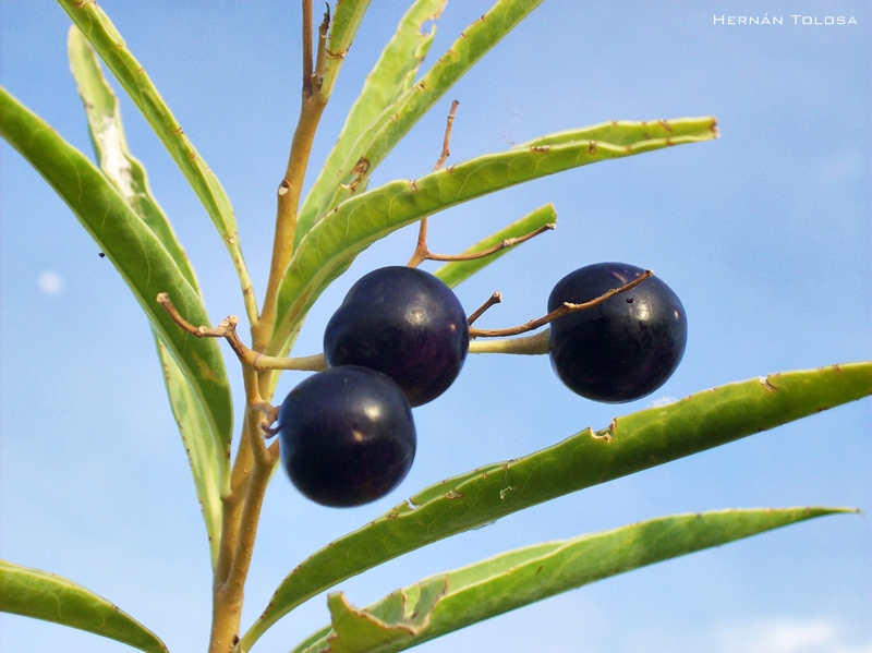 Flora Bonaerense: Duraznillo blanco (Solanum glaucophyllum)