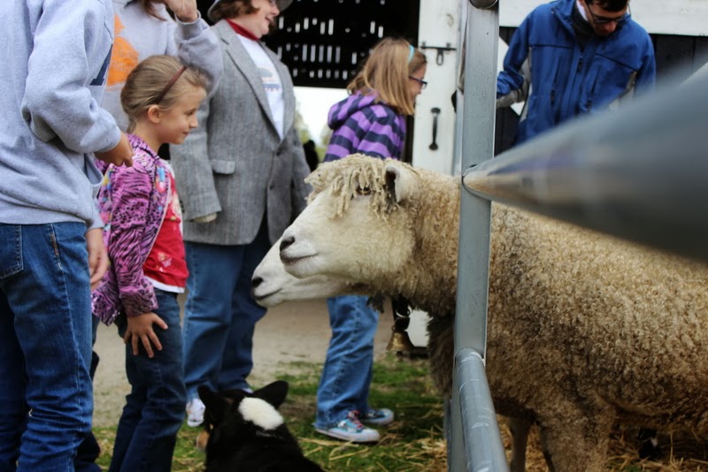 small farm girl: Hug A Sheep Day 2013 (Picture Heavy)