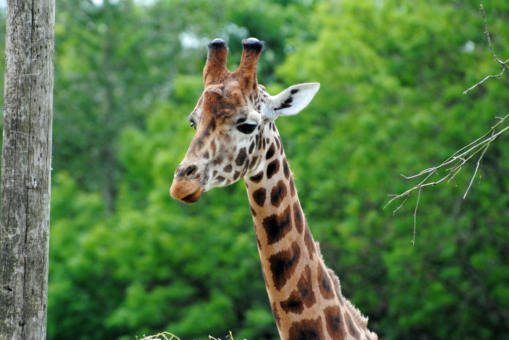 Gambar Jerapah: Kumpulan Gambar Jerapah Update