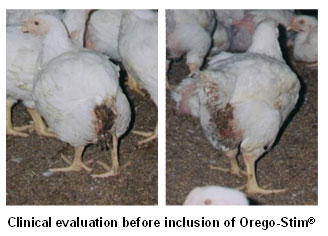 MAD NEWS: Faisalabad: Bacterial Disease, Necrotic Enteritis, Increasing ...