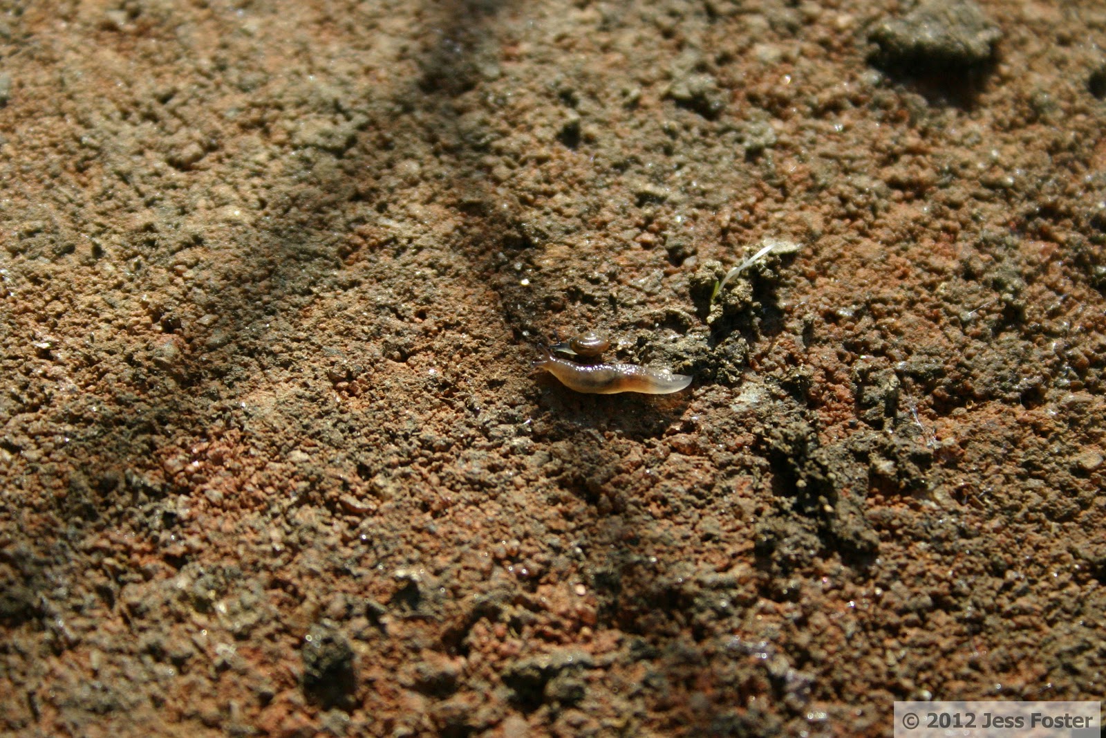 Sluggin' Along: More Baby Slugs - Part 1