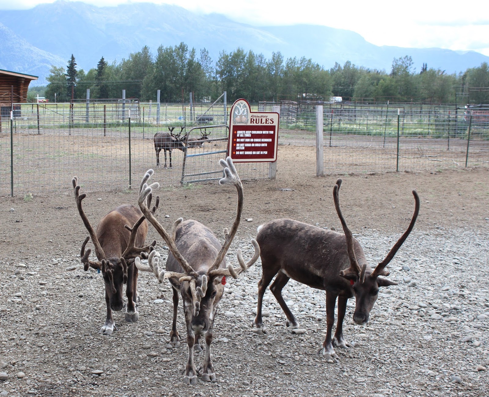 Souvenir Chronicles: ALASKA! A MUSK OX FARM AND A REINDEER RANCH