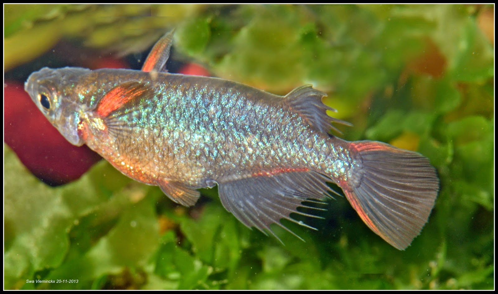 Studio Kwaak: "Daisy's Ricefish" Oryzias woworae.