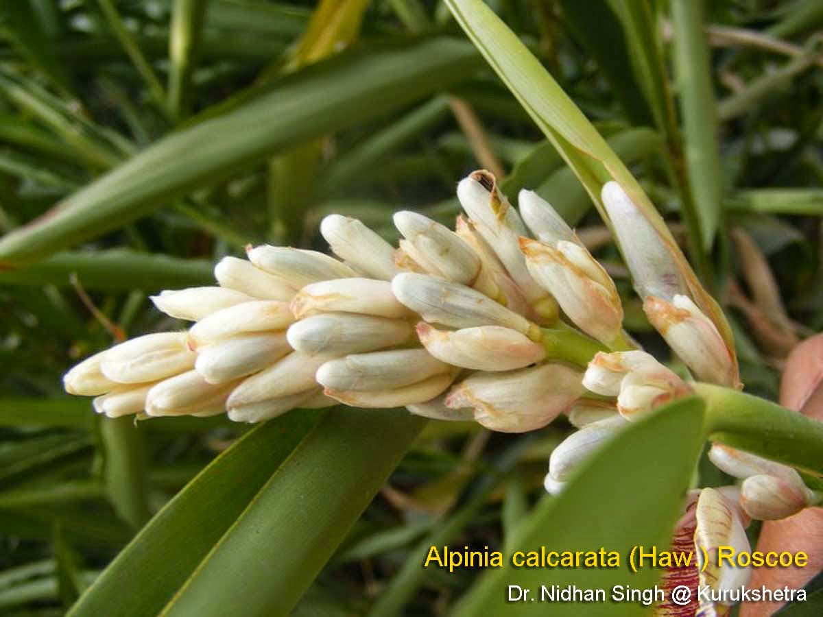 Medicinal Plants: Alpinia calcarata, Dumparastramu, Rasna, Sugandhamoola