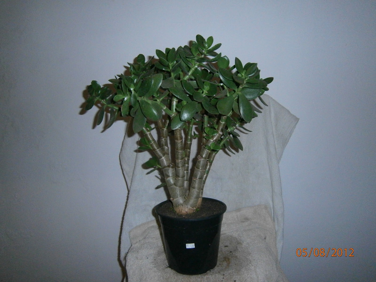 BONSAI FÁCIL RS: PLANTA-JADE ou JADE PLANT - Crassula Ovata
