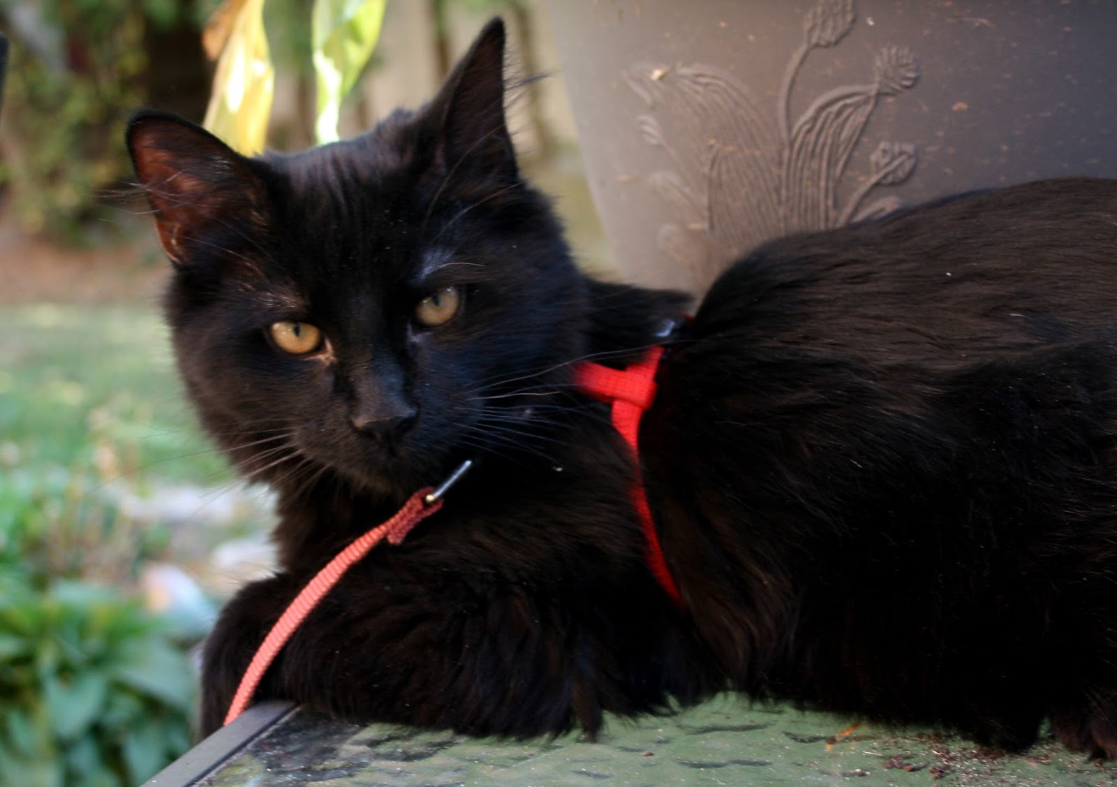 Wandering Cat Studio