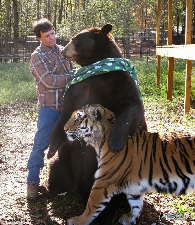 divi zivotni: nekoj mozat da se spravat so zivotnite