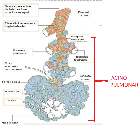 Patología : APARATO RESPIRATORIO: INTRODUCCIÓN