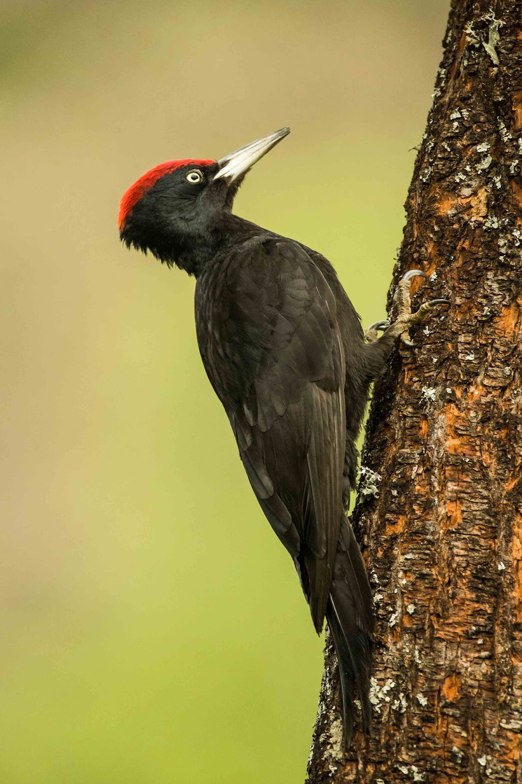 PITO NEGRO - Dryocopus Martius | Observatorio de la Naturaleza