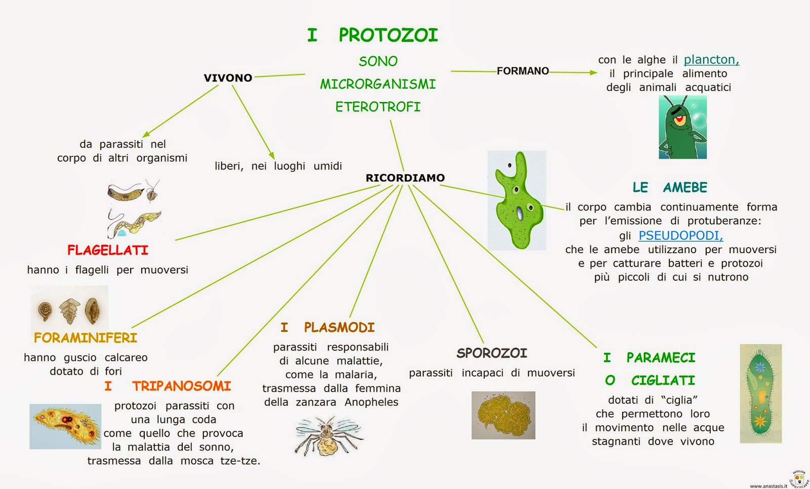 Paradiso delle mappe: I protozoi