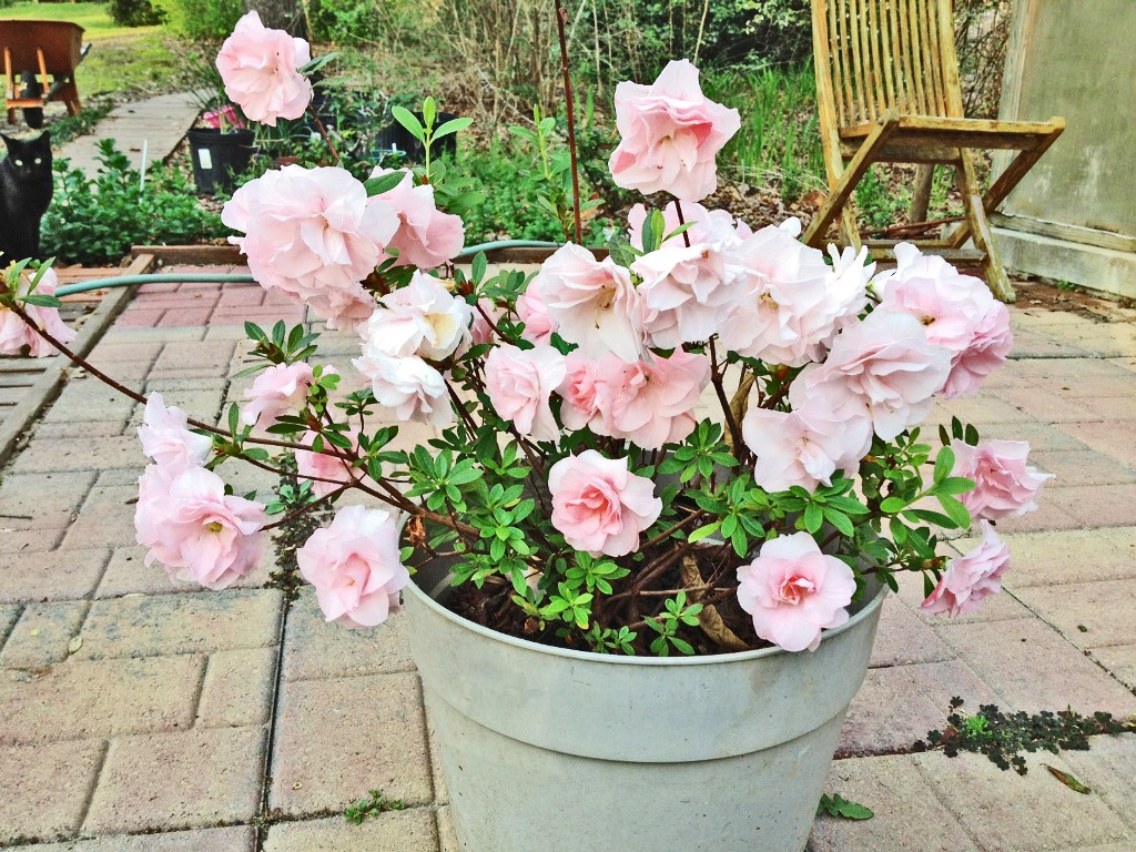 MARIETTE'S BACK TO BASICS: {ROZALEA® Gift keeps on Giving}