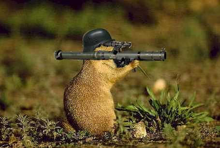 Zoo Animals: Funny Woodchuck Images/Photos 2012