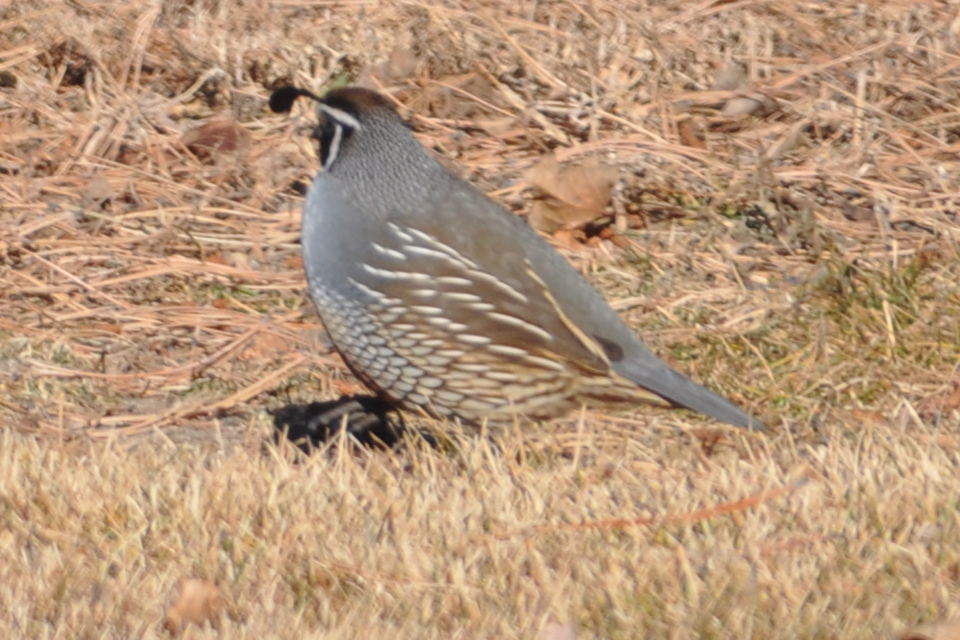 Wild Day Utah: California Quail