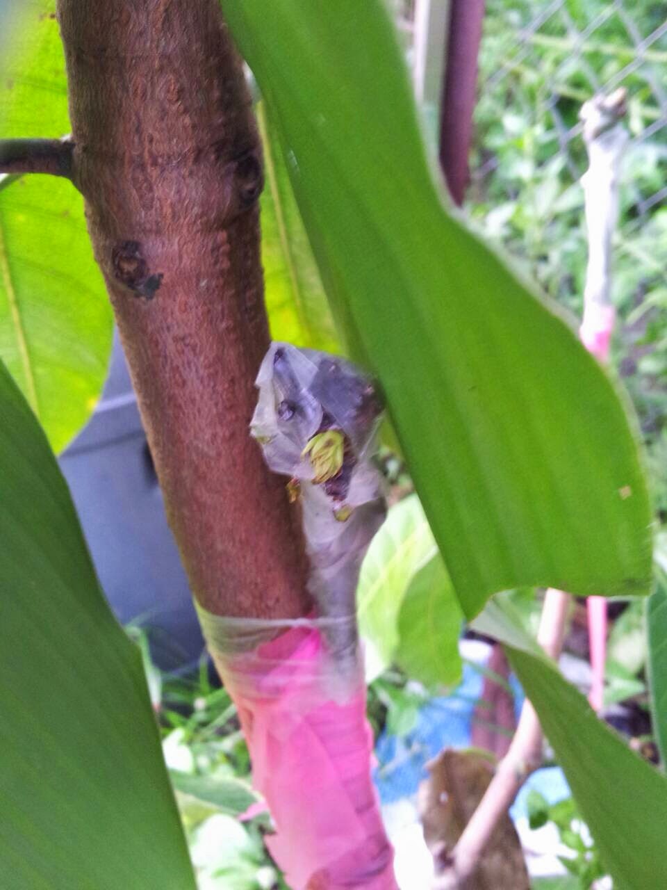 Jumugfarmer Natural Organic Farm: mango veneer grafting 芒果嫁接