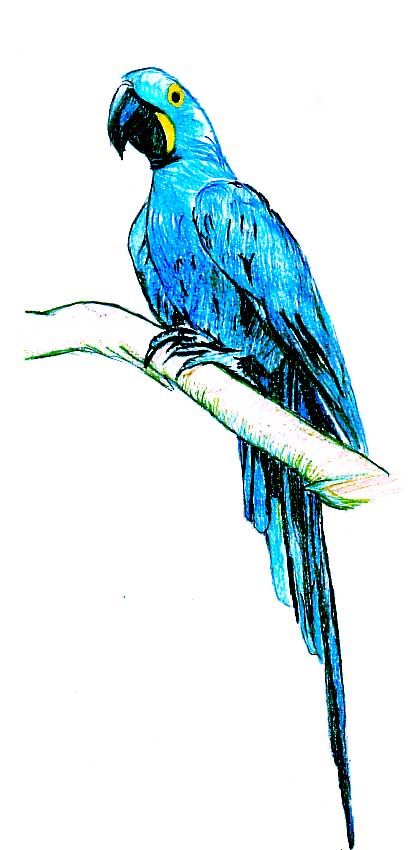 Desenhando com Lápis: Arara azul - ou Araraúna