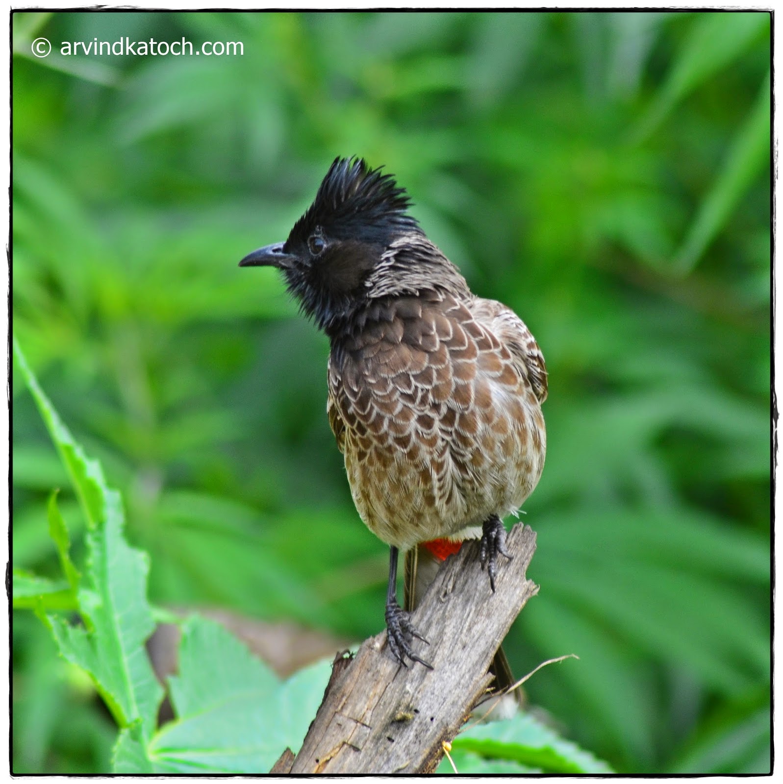 The Red-vented Bulbul (Pycnonotus Cafer) pictures, video and Detail