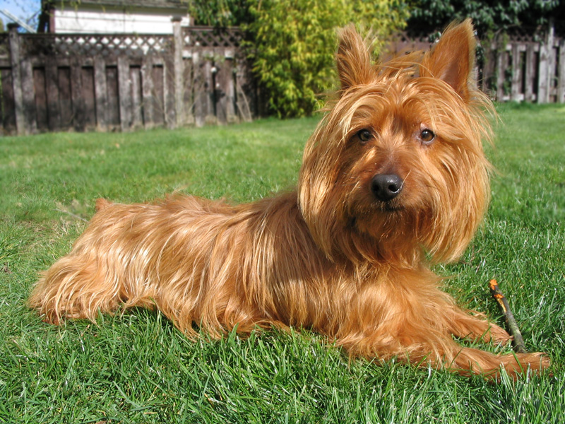 The dog in world: Australian Terrier dogs