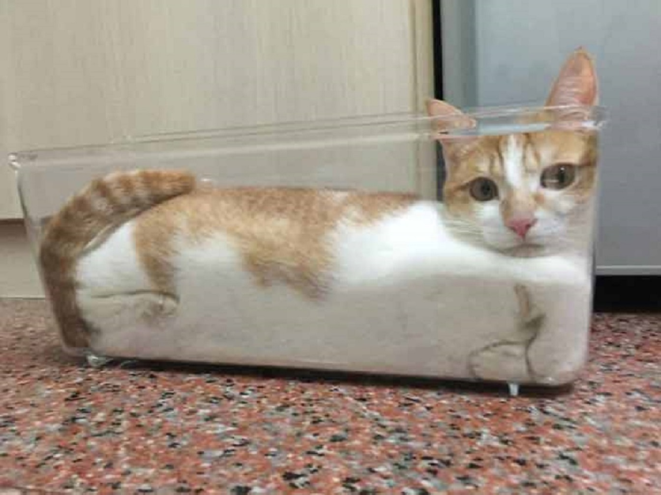 15 Hilarious Photos Of Cats That Prove They Are Liquid