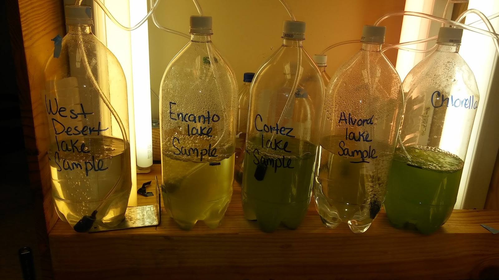 S-STEM Scholar Daniela Balderas' Blog