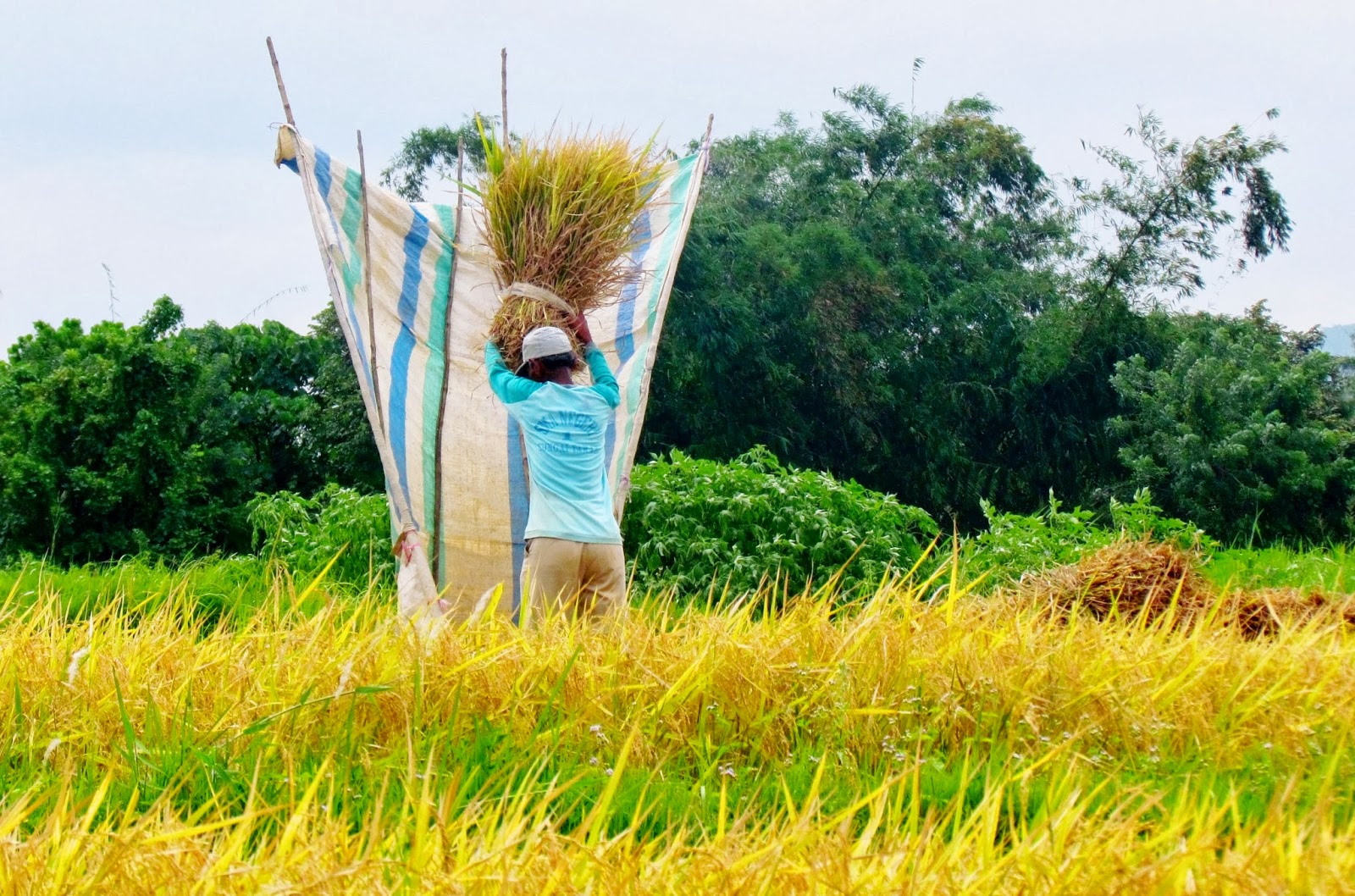 Kaedah tradisional menampi padi, Bukit Tinggi | Rakis Studio