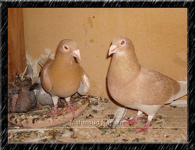 Pigeons for sale: Racing Pigeons Yellow color