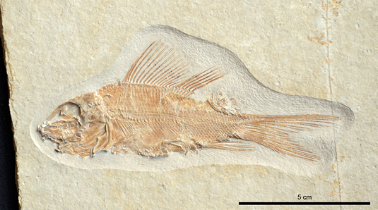 The Archaeology News Network