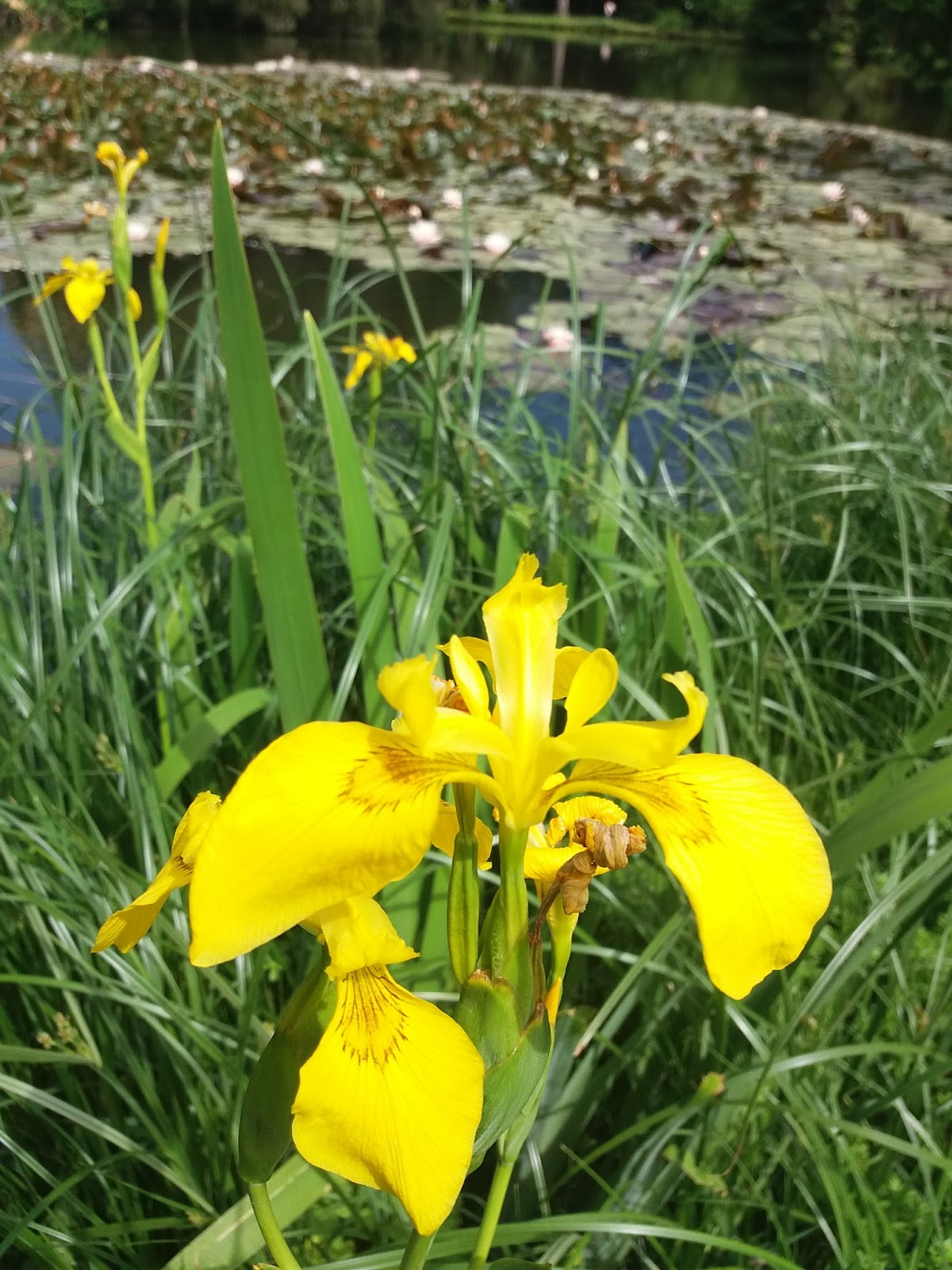 IRIS - Il Fiore Reale (#)