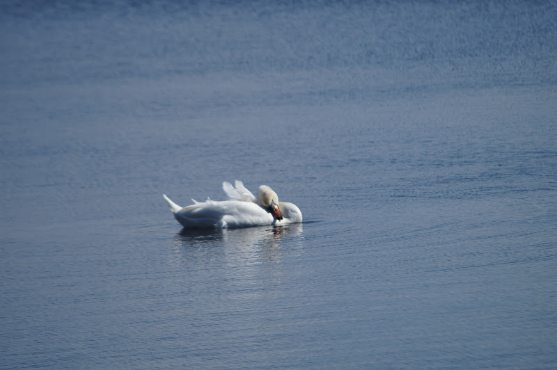 Things with Wings: Mute Swans, an Invasive Species