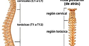COLUMNA VERTEBRAL Y MIEMBRO SUPERIOR ~ mi segundo blogger