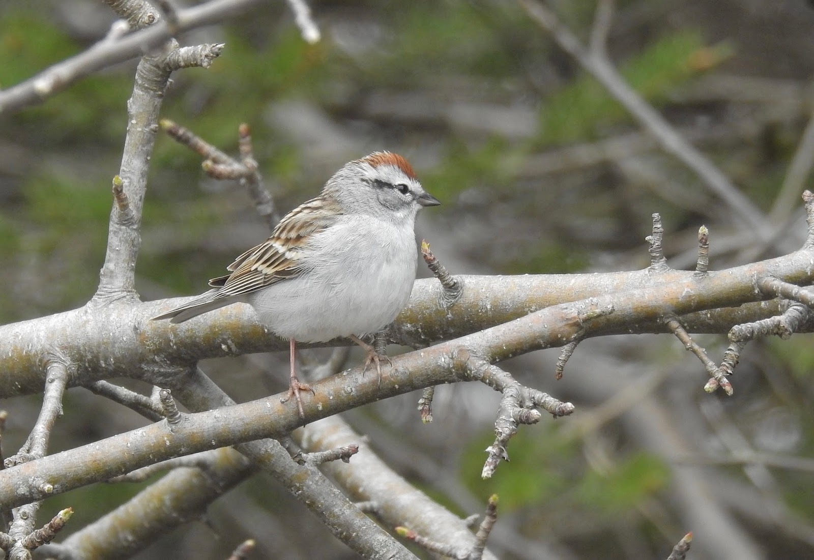 Bev's Nature Blog: Chipping Sparrow