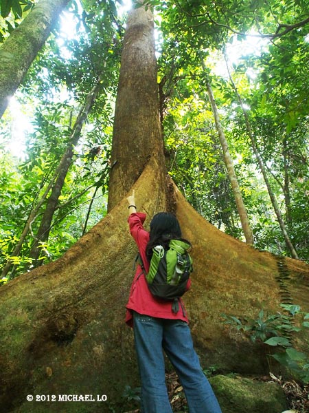 The rainforests of Borneo & Southeast Asia: The land of giant ...