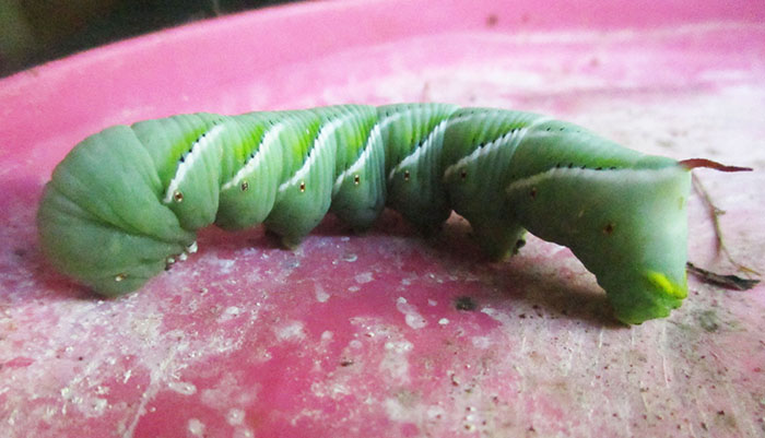 Green Jean: hornworms