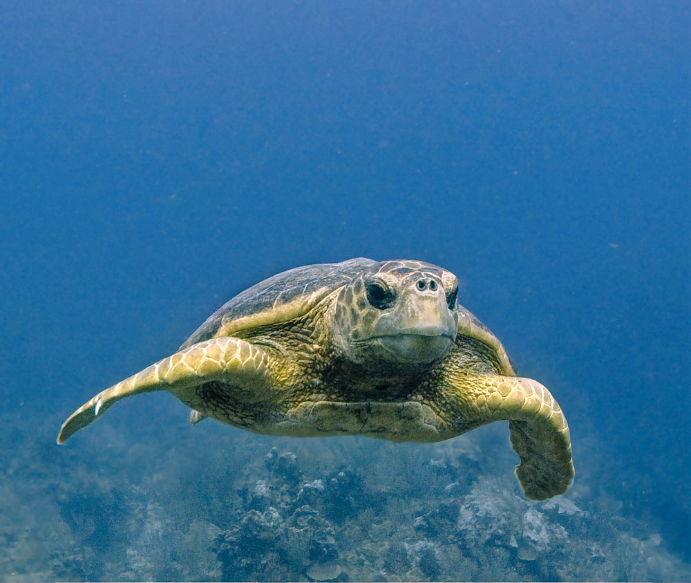 White Sands Dive Shop : Turtle Mating Season on Ambergris Caye, Belize