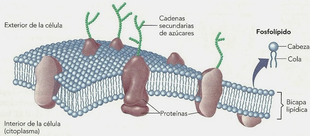 Protoplasto y membrana plasmática | Apuntes de Fisiología Vegetal