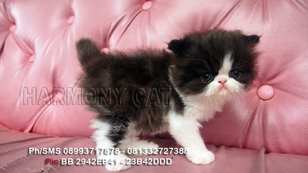 Hamster Dan Kucing Persia Murah Surabaya: KUCING PERSIA PESEK PEAKNOSE ...