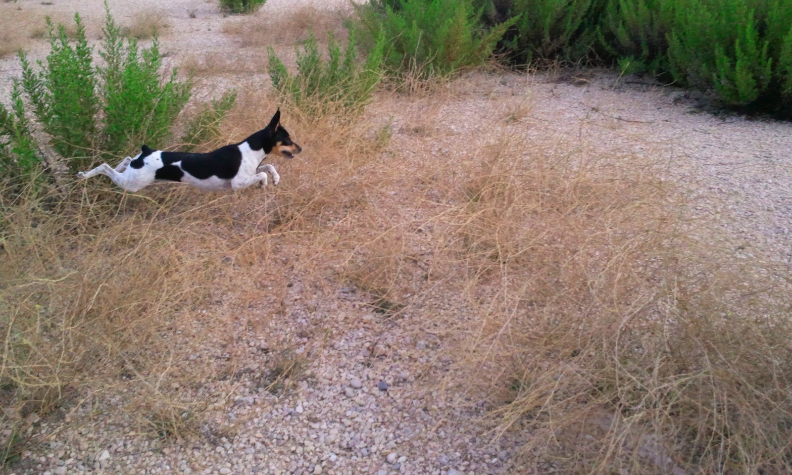 RATER VALENCIÀ. CRÍA Y SELECCIÓN: LA FUNCIONALIDAD DEL RATER VALENCIA