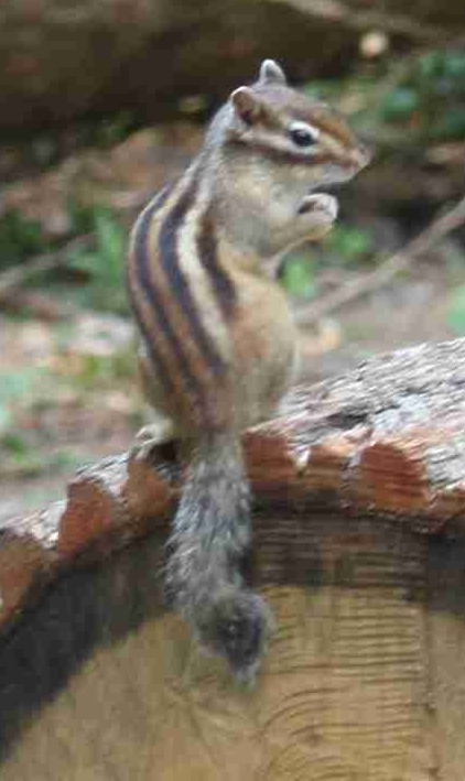 le tamia de sibérie: classification et description